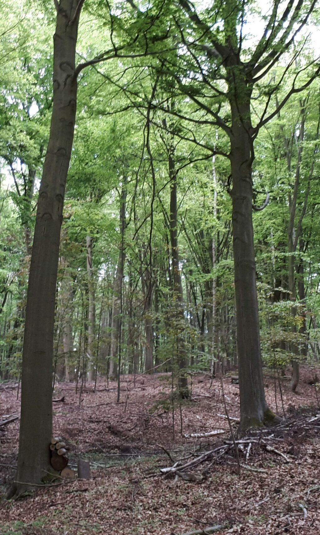 Les forêts de Belgique — Société Royale Forestière de Belgique